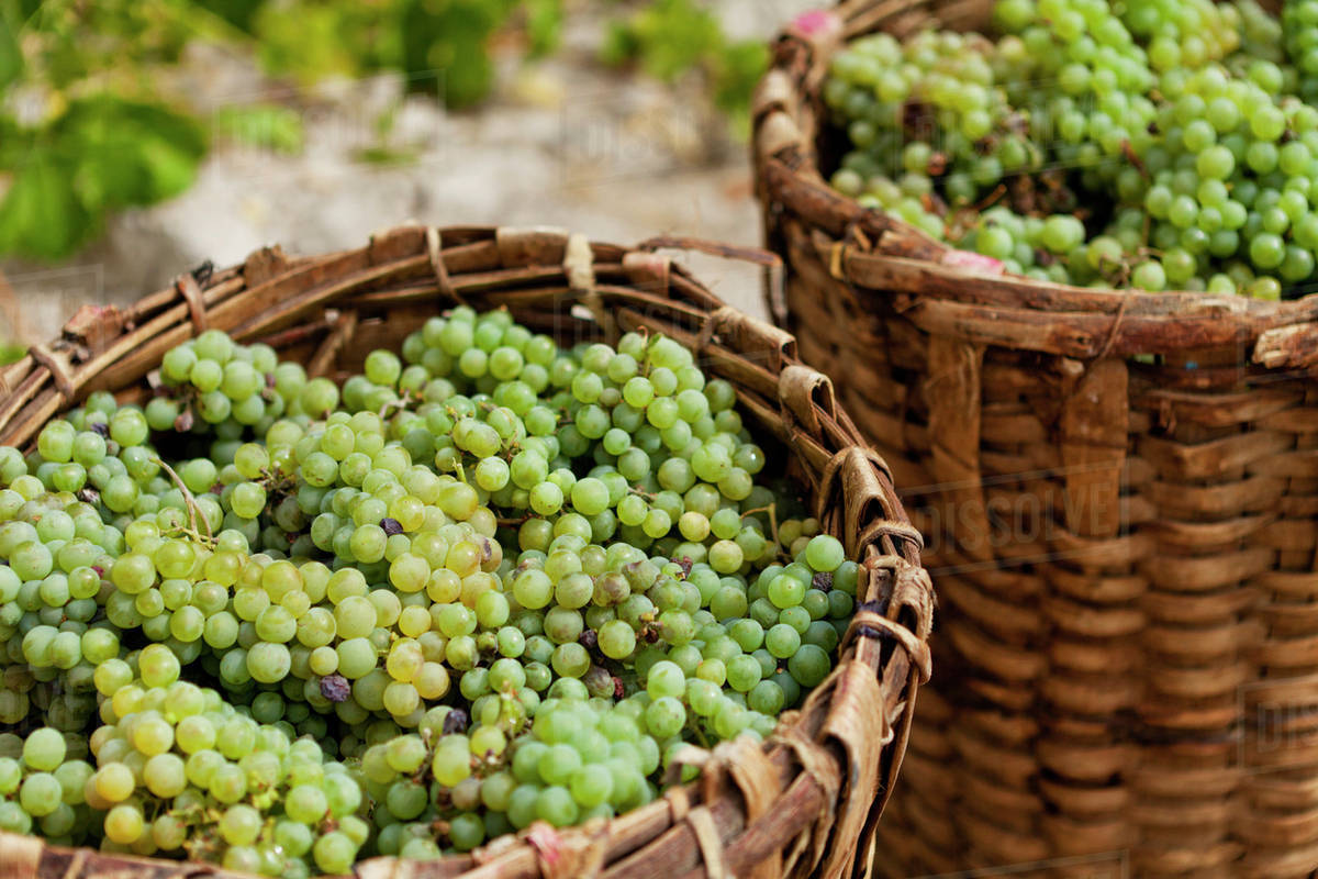 Picked grapes ready for making wine; Cappadocia, Turkey - Royalty-free ...