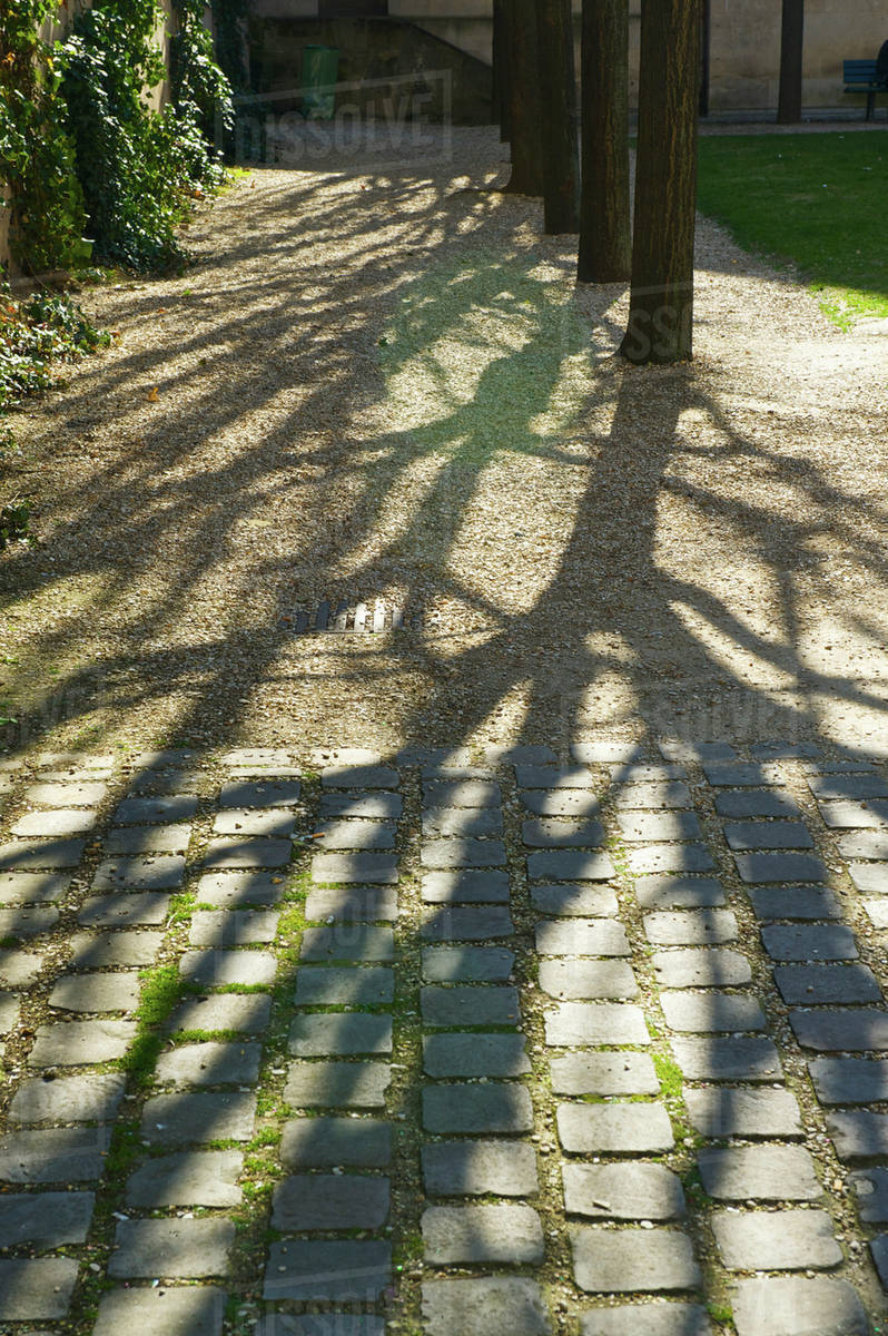 Shadows of trees cast on a walkway in the historical district of Marais ...