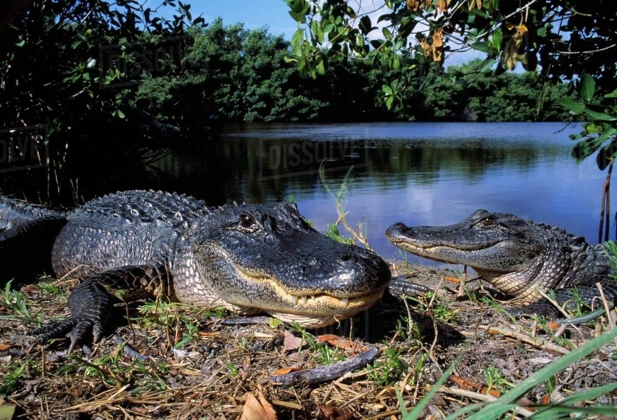 American Alligators - Royalty-free Stock Photo | Dissolve