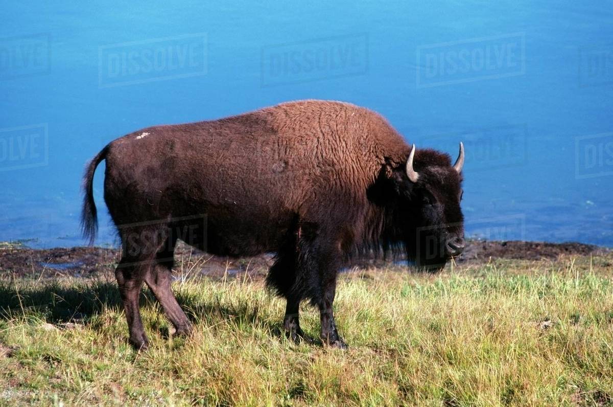 Bison At The Edge Of A River - Royalty-free Stock Photo | Dissolve