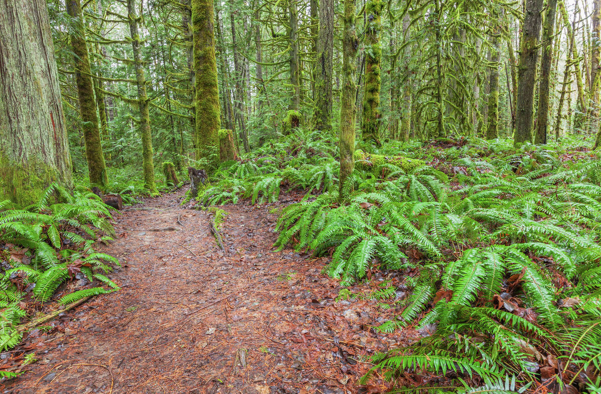 A trail in the Cowichan Valley the rainforest of Vancouver Island ...
