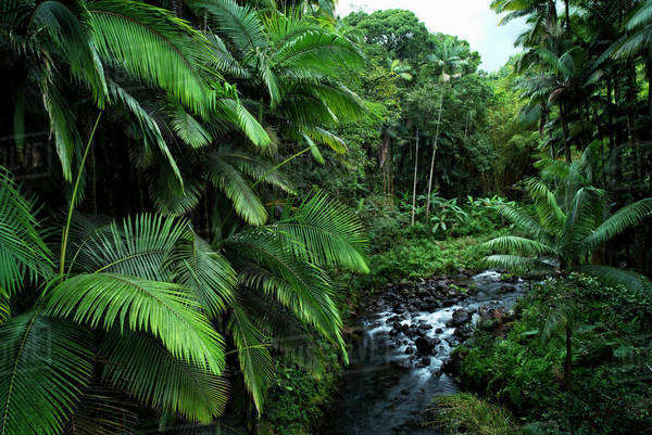 Honolii tropical forest and stream; Big Island, Hawaii, United States ...