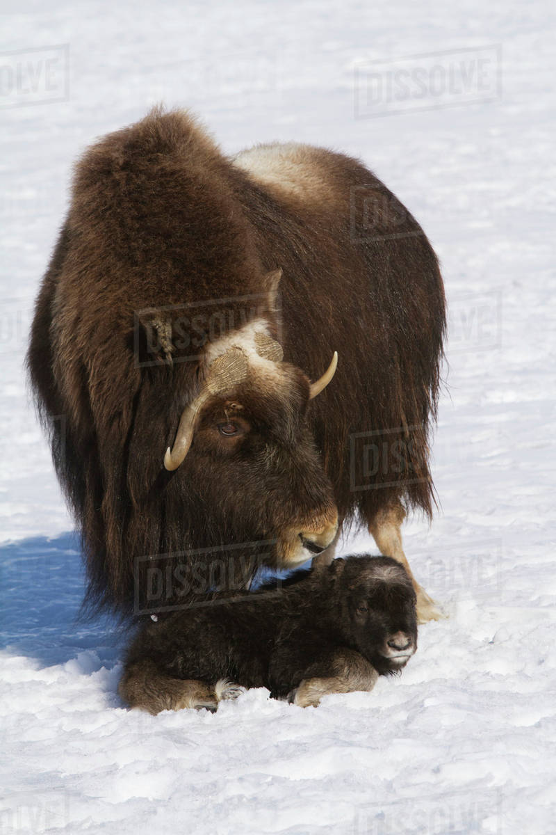 Captive at the Alaska Wildlife Conservation Center in Portage Alaska in ...