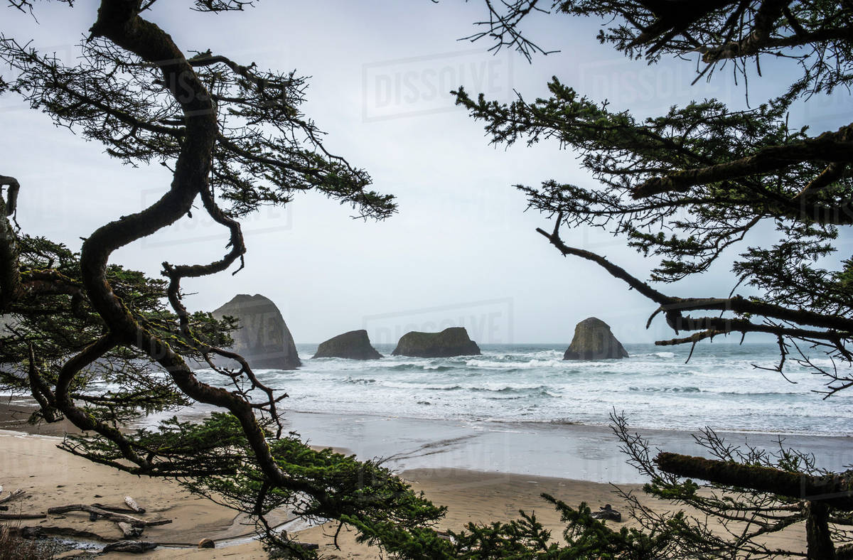 Sitka Spruce frames the beach; Cannon Beach, Oregon, United States of ...