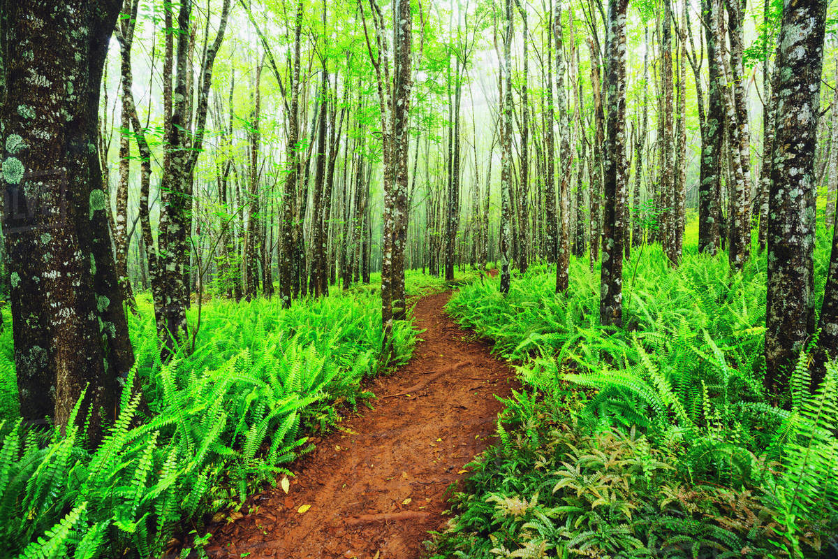 Trail through beautiful ash trees and native ferns in the Makawao ...