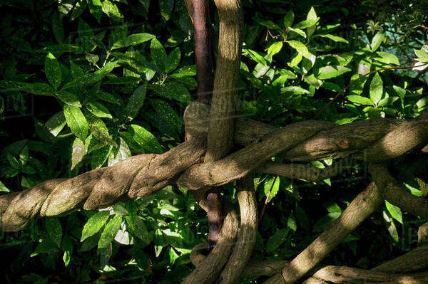 Twisted tree, Kew Gardens; London, England - Royalty-free Stock Photo ...