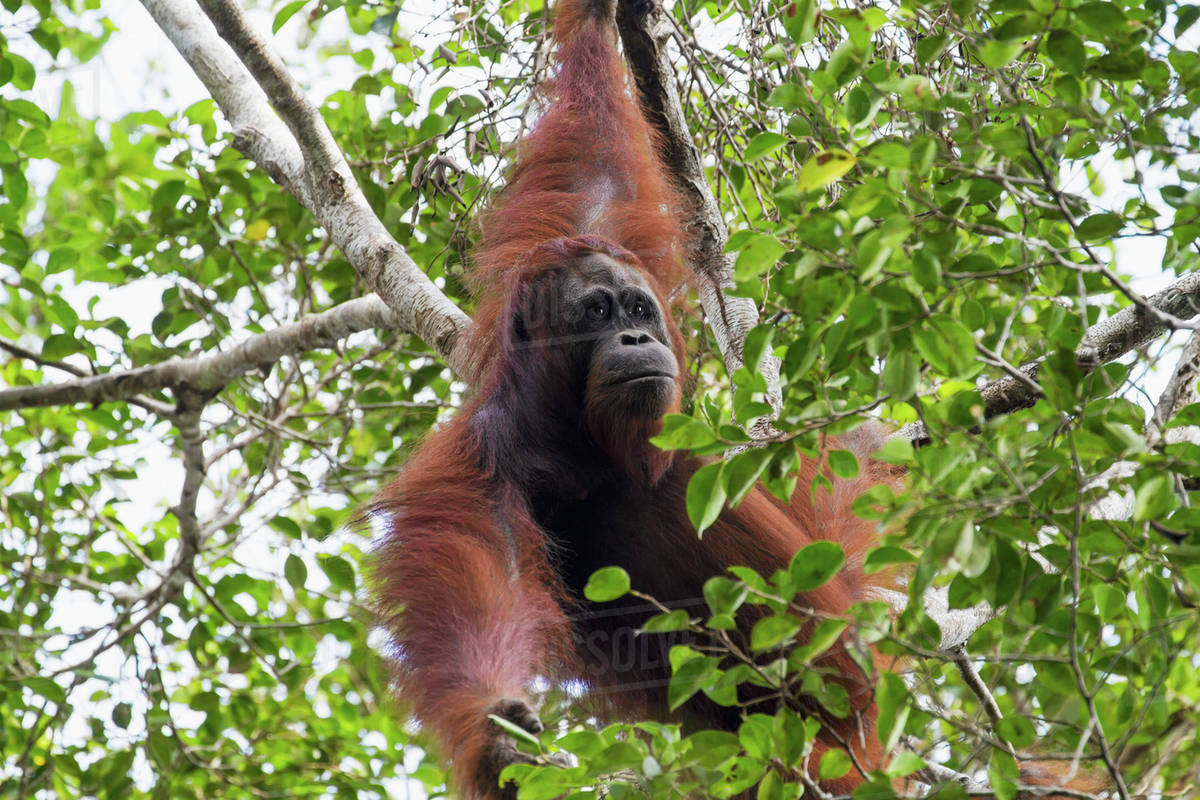 Male Bornean orangutan (Pongo pygmaeus) at Tangung Harapan, Tanjung ...