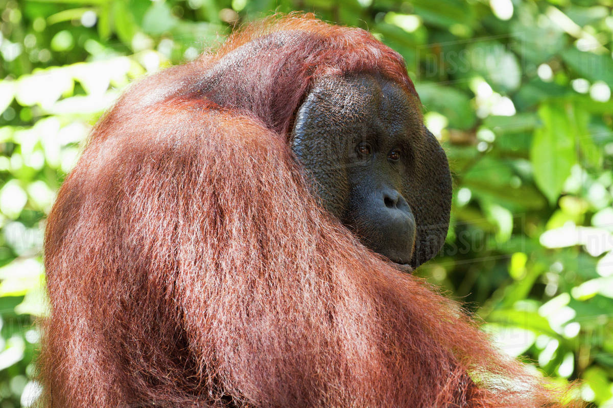Male Bornean orangutan (Pongo pygmaeus) at Pondok Tanggui, Tanjung ...