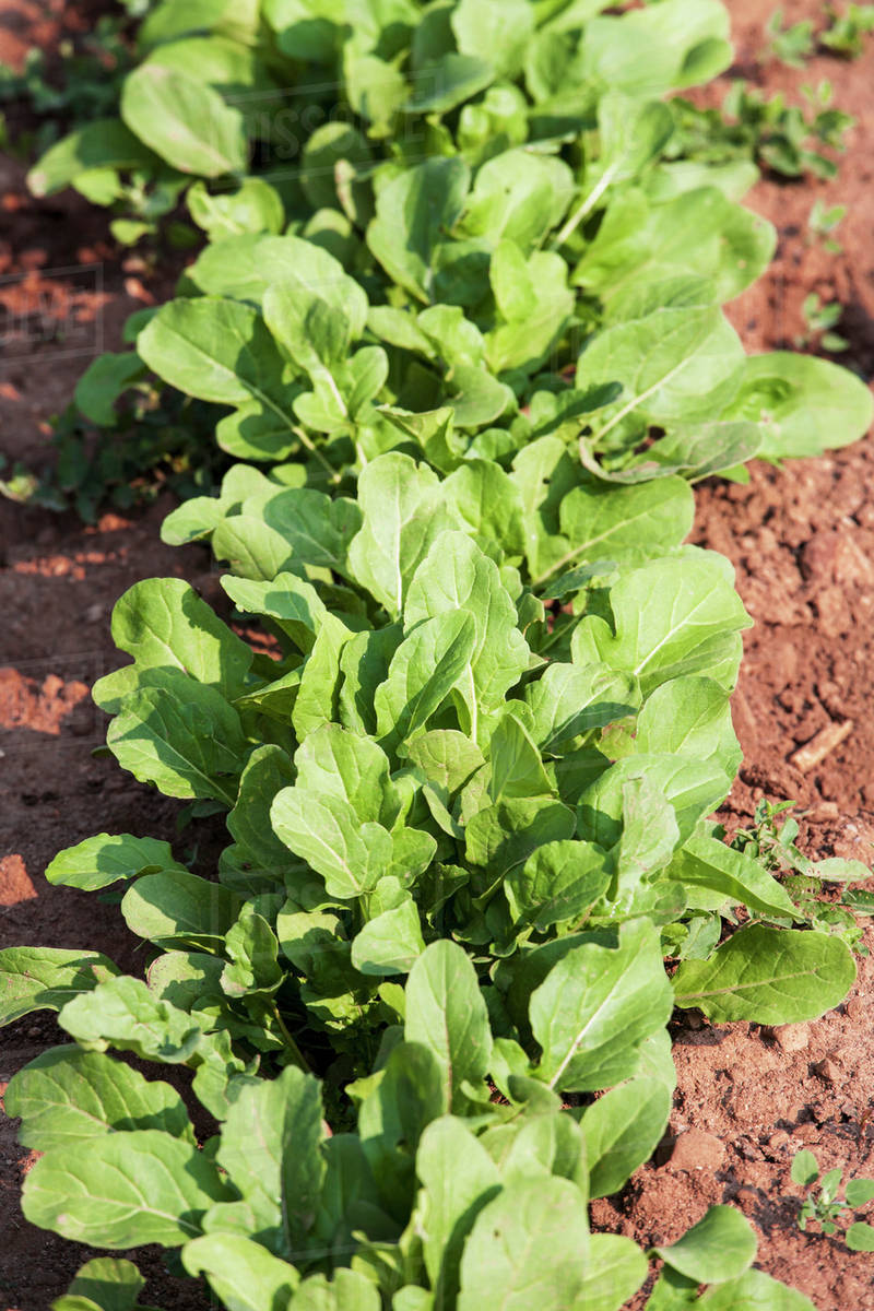 Arugula plants growing in a market garden; Toronto, Ontario, Canada ...