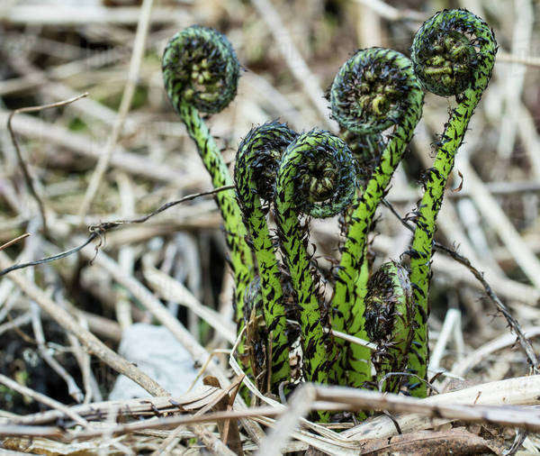 Close up of ferns uncurling in springtime; Ontario, Canada - Royalty ...
