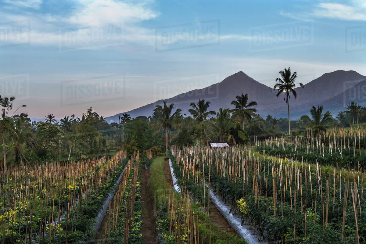 Pepper plantation near Rendang, Bali, Indonesia - Royalty-free Stock ...