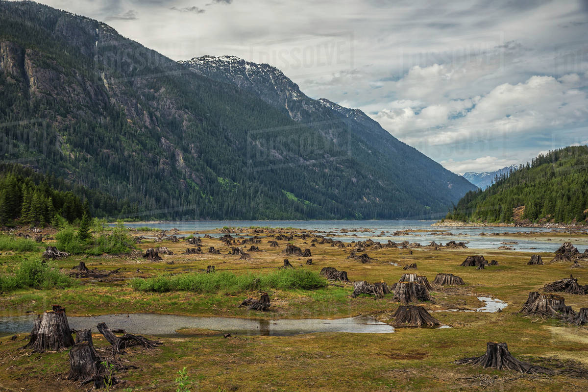 Tree stumps line the shoreline at the southern end of Buttle Lake ...
