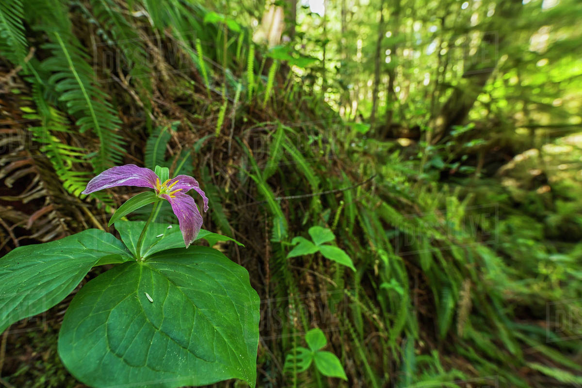 Trillium growing in a forest; British Columbia, Canada - Royalty-free ...