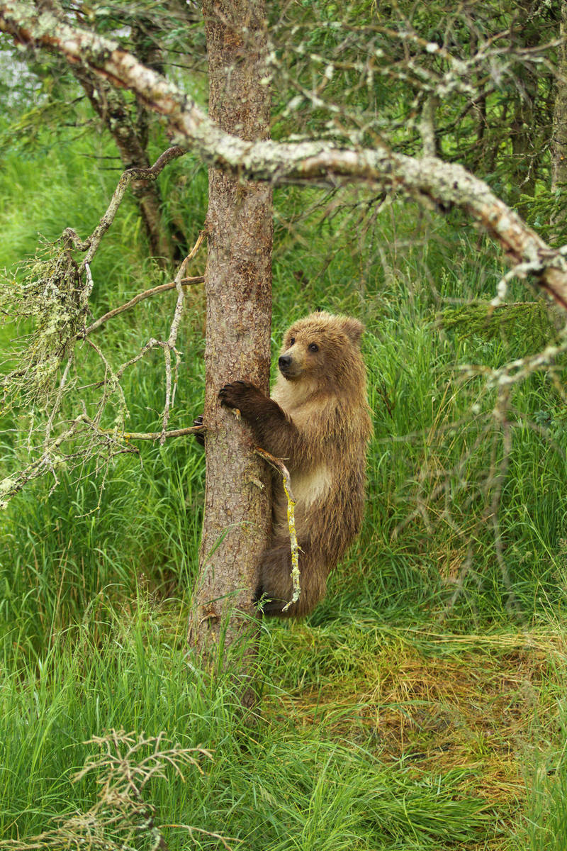 Brown bear (Ursus arctos) cub climbing spruce tree, Katmai National ...