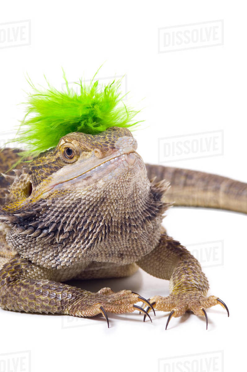 Bearded Dragon Lizard With Mohawk - Royalty-free Stock Photo | Dissolve