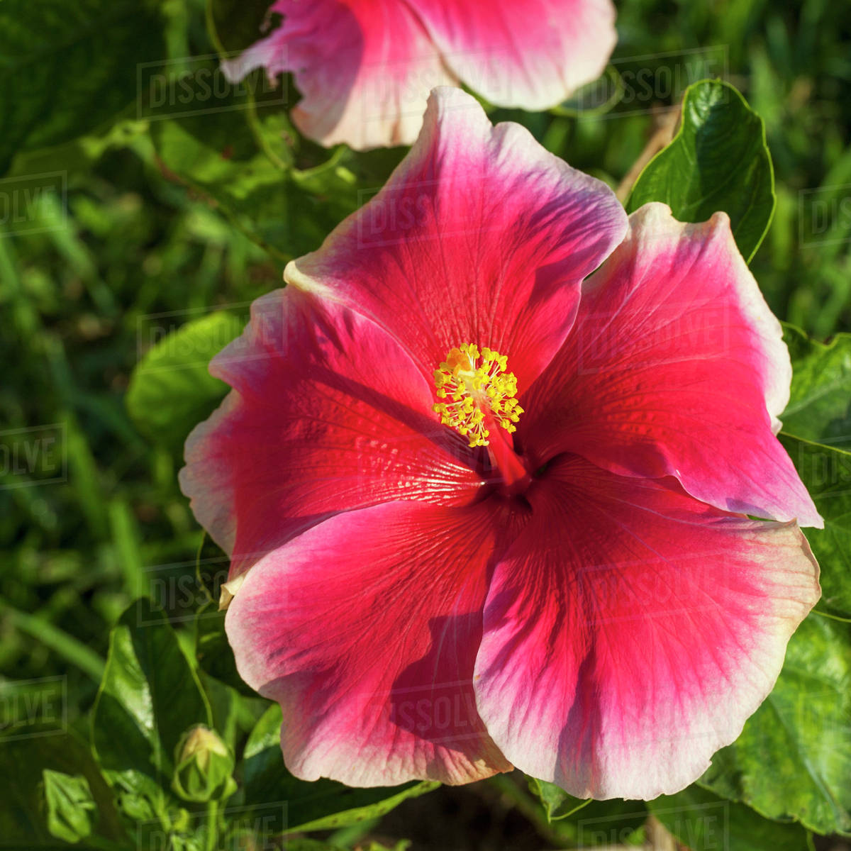 Blossoming Pink Flower; Sayulita, Mexico - Royalty-free Stock Photo ...