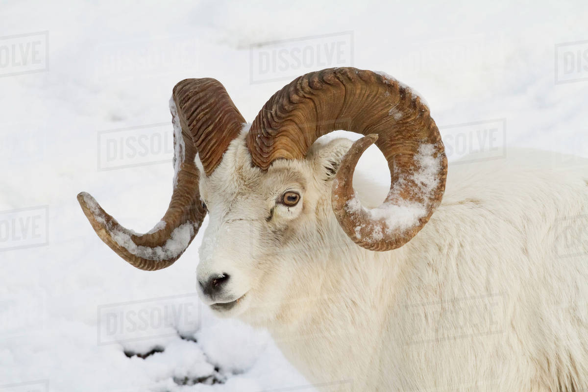 A Full-Curl Dall Sheep Ram With Snow On Its Horns Roams Thru The Deep ...