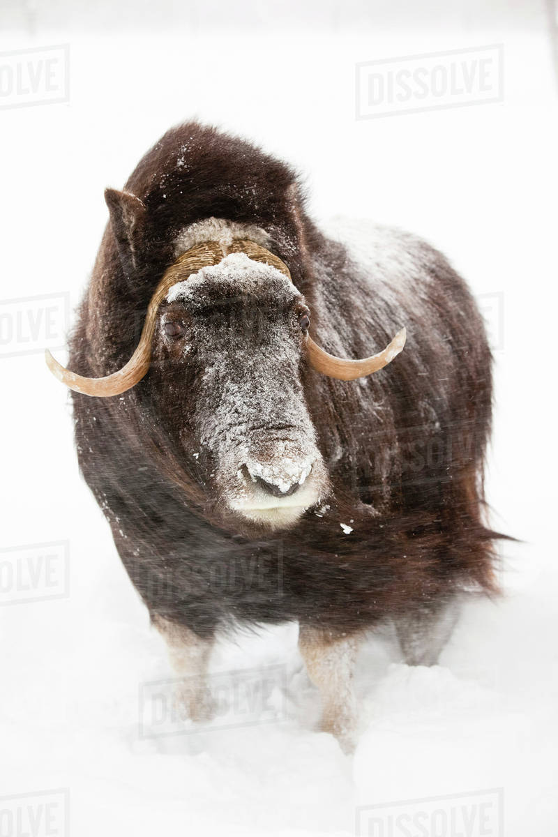 Captive: Cow Muskoxen Stands In Deep Snow During A Winter Storm, Alaska ...