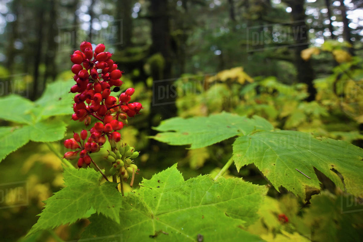 Devils Club Growing Under The Canopy Of Spruce Trees, Kodiak Island ...