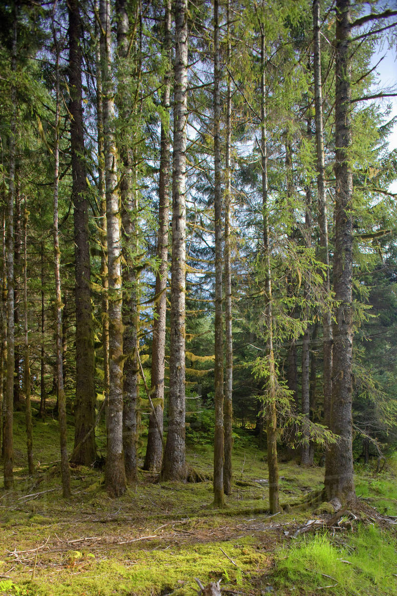 Spruce Tree Forest In Autumn, Kodiak Island, Southwest Alaska - Stock ...