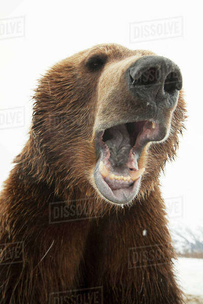 Captive: Close Up Of A Male Brown Bear With Open Mouth And Teeth ...