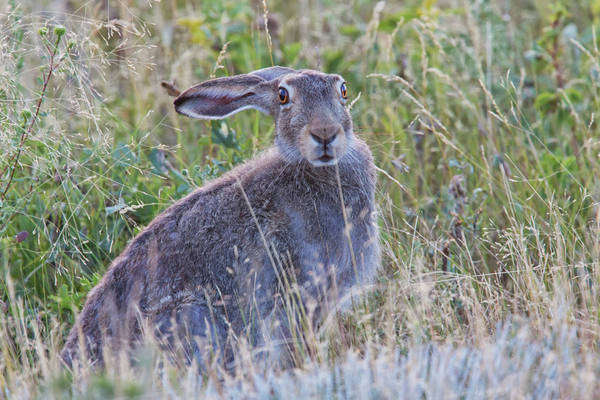 Jackrabbit sitting in the grass grasslands national park;Saskatchewan ...
