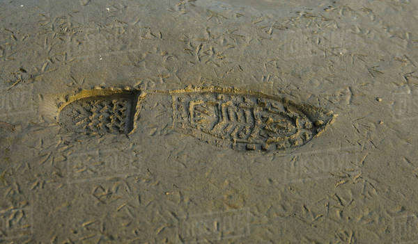A comparison of shorebird footprints to a human footprint at the copper ...