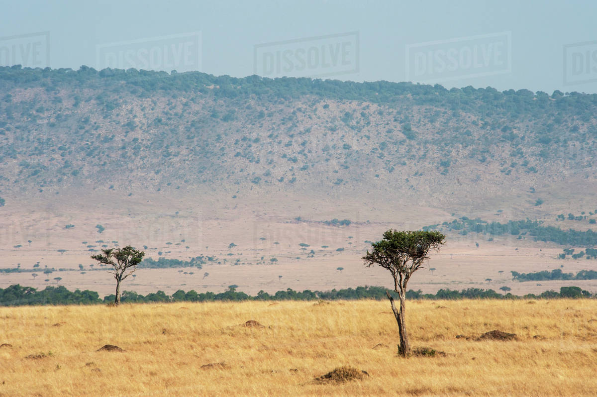 Landscape of the maasai mara national reserve;Maasai mara kenya ...