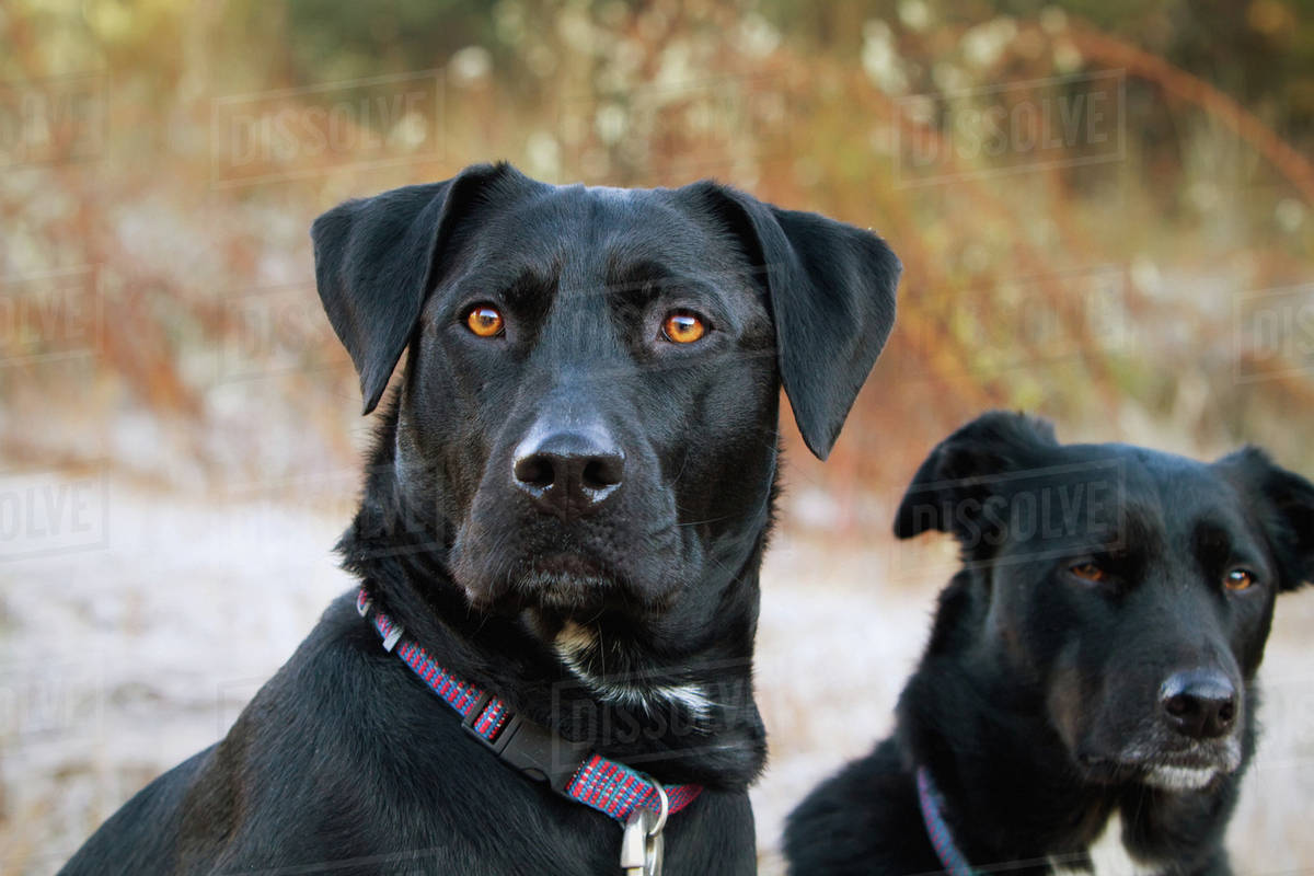Portrait of two black dogs sitting outside on a frosty morning near ...