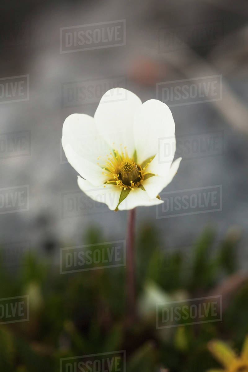 A white dryad (dryas octopetala) growing high on a mountain ridge ...