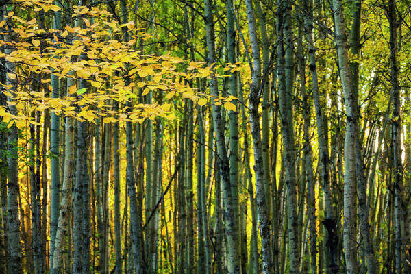 Yellow fall birch leaves against an aspen forest;Alberta, canada ...