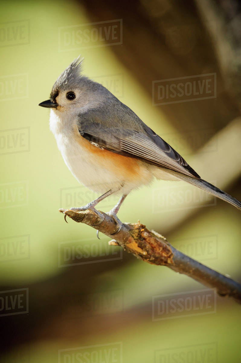 Tufted titmouse (baeolophus bicolor);Ohio, united states of america ...