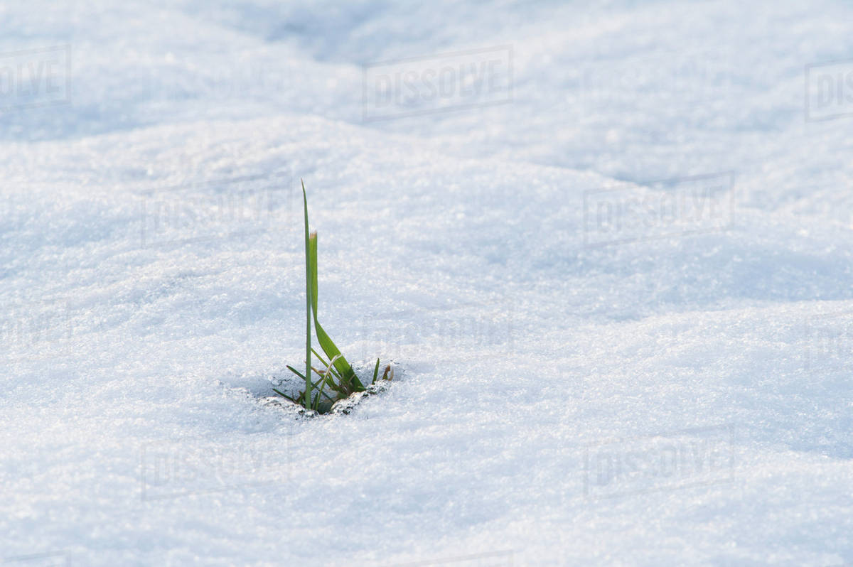 Blades of green grass poking up through the snow;Ohio, united states of ...