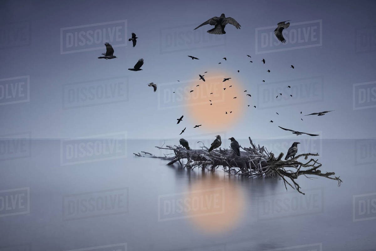 A murder of crows flying or perched on a log in shallow water - Stock ...