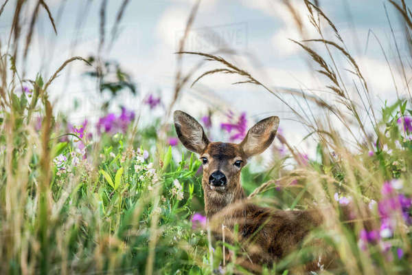 A Black-tailed deer (Odocoileus hemionus) finds concealment in tall ...