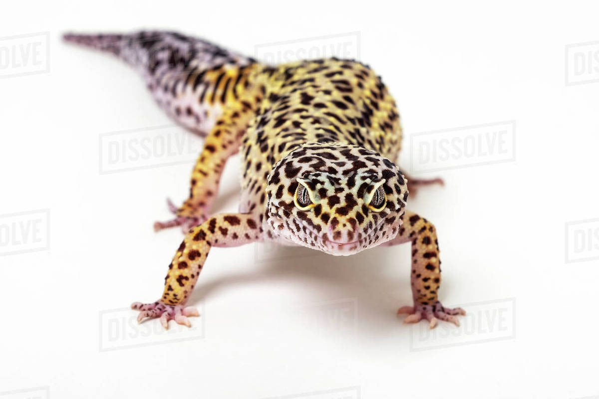 Common leopard gecko (Eublepharis macularius) on a white background ...