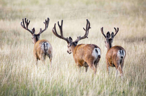 Rear view of three Mule deer bucks (Odocoileus hemionus) standing in a ...
