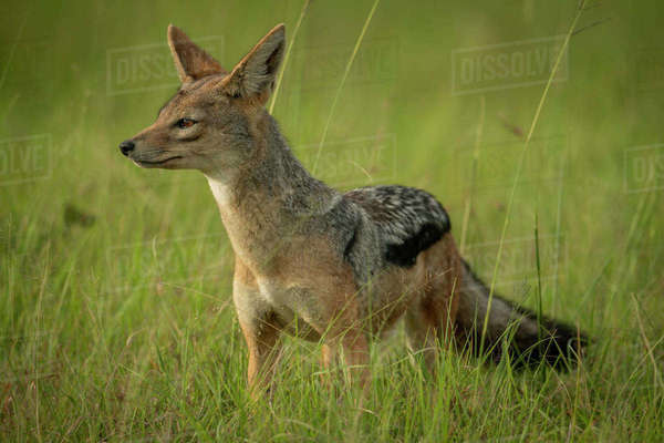 Black-backed jackal (Lupulella mesomelas) stands in grass facing left ...