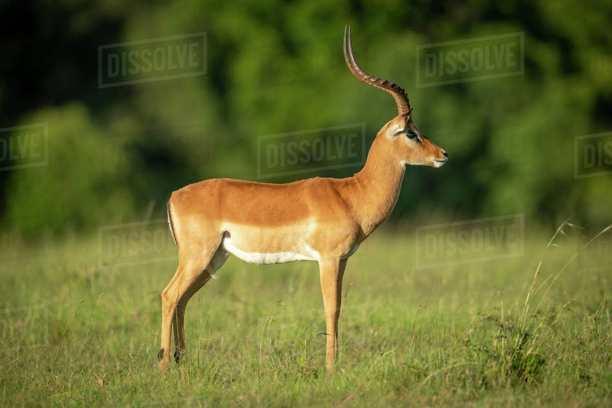 Male common impala (Aepyceros melampus) in profile stands staring ...