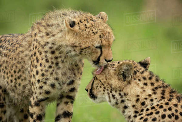 Close-up of cheetah cub (Acinonyx jubatus) licking mother, Maasai Mara ...