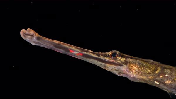 A female opossum pipefish (Microphis brachyurus lineatus) at St. Lucie ...