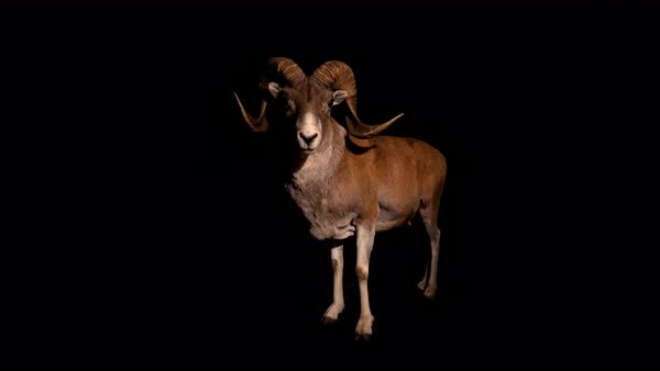 A Marco Polo sheep (Ovis ammon polii) at Tierpark Berlin. ; Berlin ...