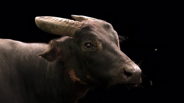 A critically endangered 18-year-old male tamaraw or Mindoro dwarf ...