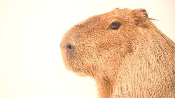A male capybara (Hydrochoerus hydrochaeris) named Ocho, at the ...