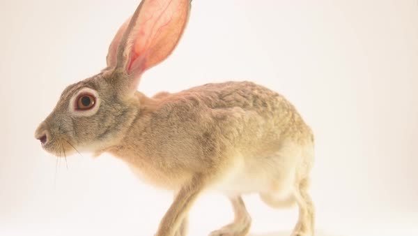 An Arabian hare (Lepus capensis arabicus) at Al Marmoom Desert ...