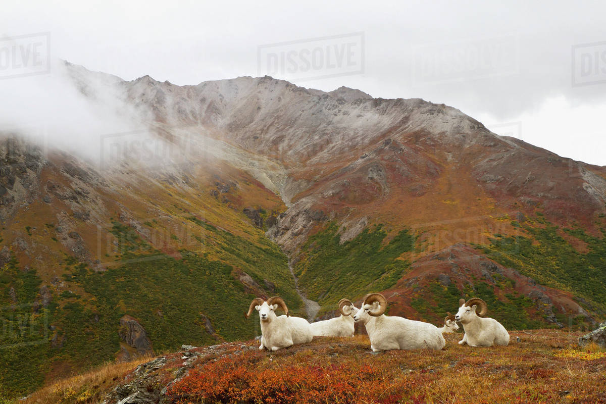 Dall's sheep (ovis dalli) rams resting on alpine tundra on ridge in ...