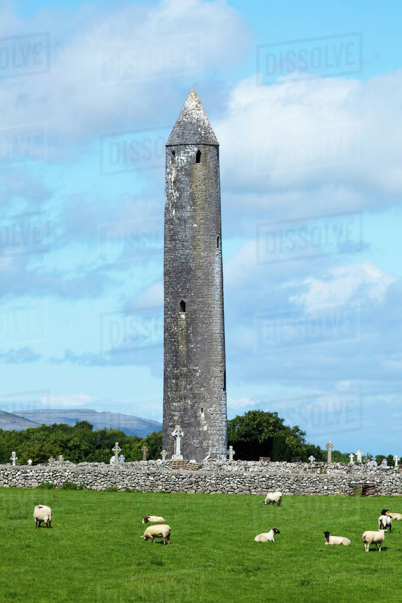 Sheep grazing in a field by a cemetery and round tower;Kilmacduagh ...