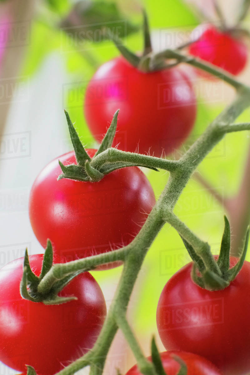 Close up of ripe, red cherry tomatoes growing on the plant;Anchorage ...