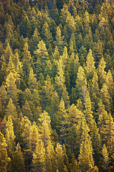 Evergreen tree in yellow and green along side the alaska highway in ...
