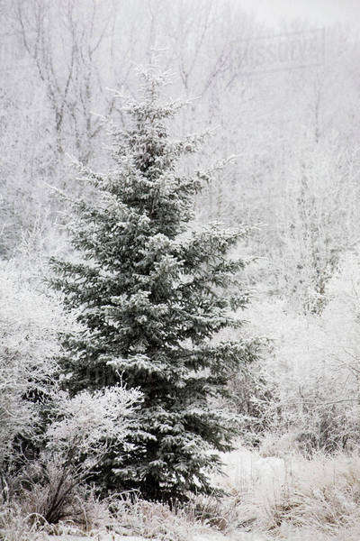 Frosted evergreen tree with frosted bushes and trees;Calgary alberta ...